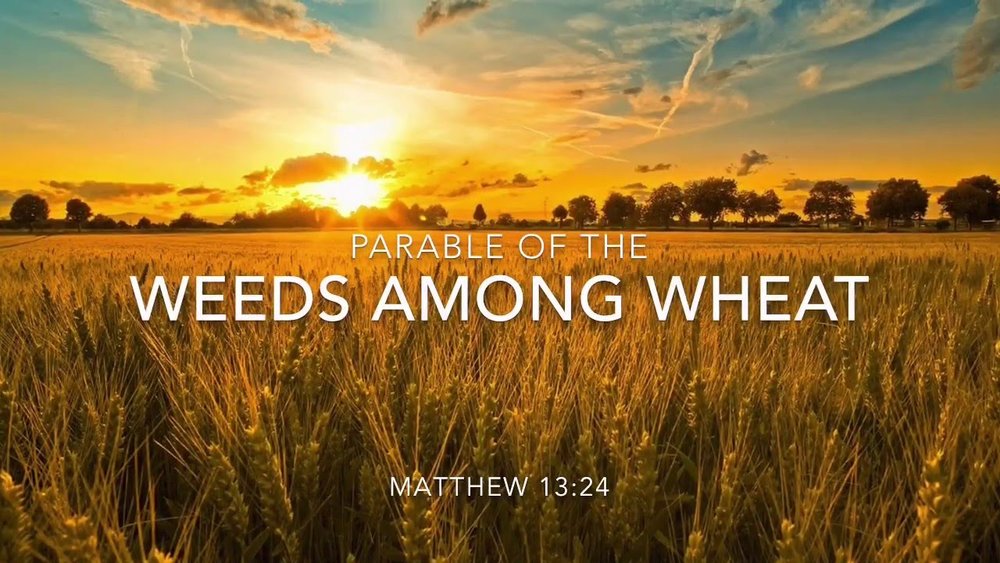 The Parable of the Weeds – Japanese Congregational Church